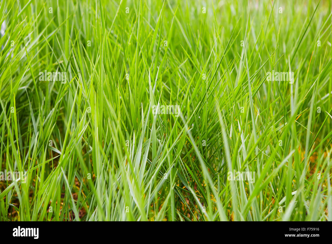 beautiful green grass Stock Photo - Alamy