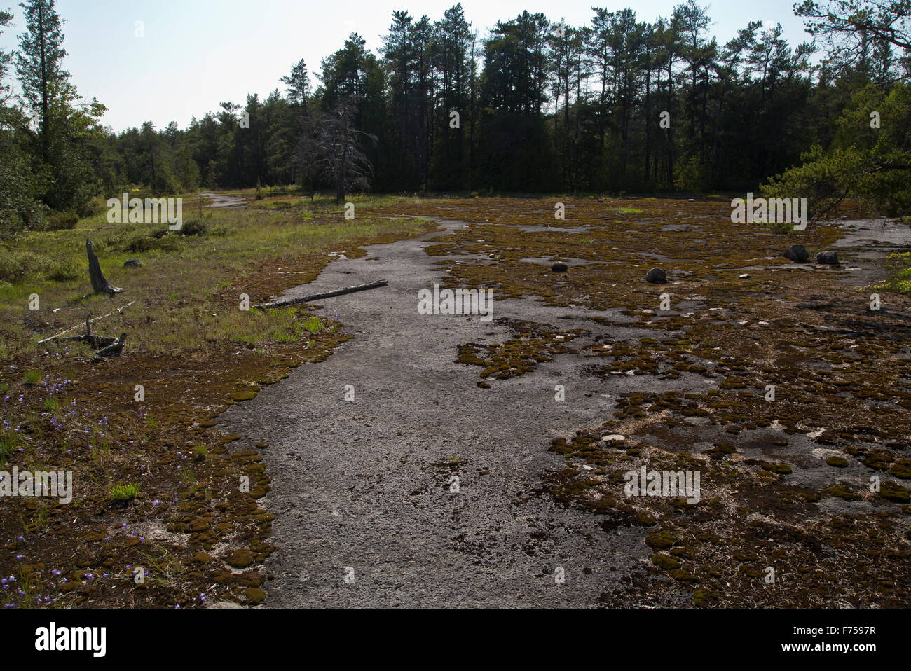 Limestone Pavement on the Bruce Alvar Nature Reserve, Bruce peninsula ...
