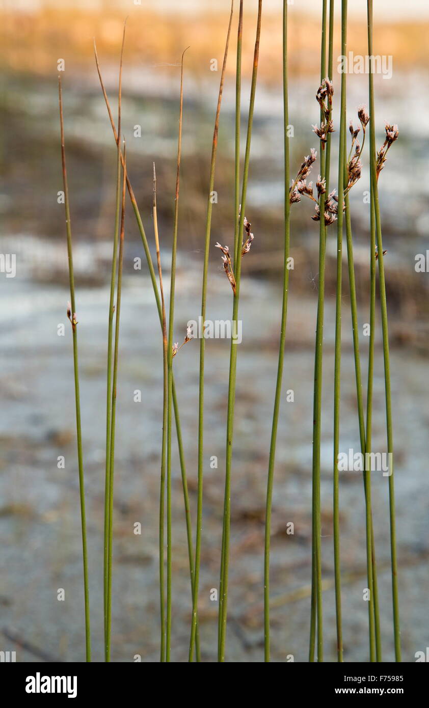 Juncus Balticus