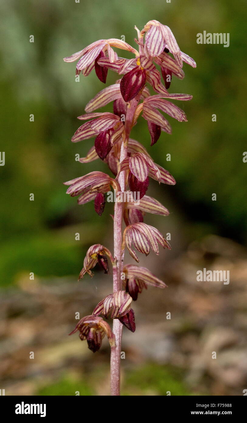 Hooded orchid flower hi-res stock photography and images - Alamy