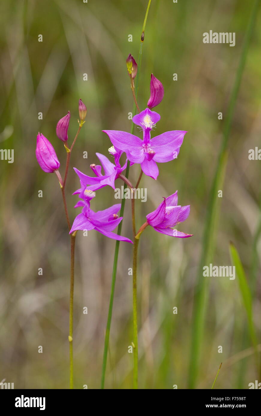 Tuberous grass-pink orchid, or grass-pink, in flower, in damp grassland ...