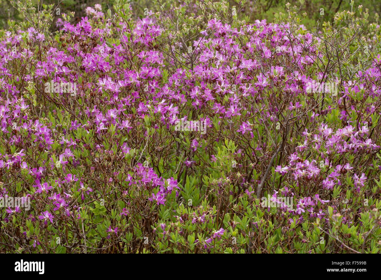 Rhodora, or Canadian Rhododendron, in full flower. Newfoundland Stock ...