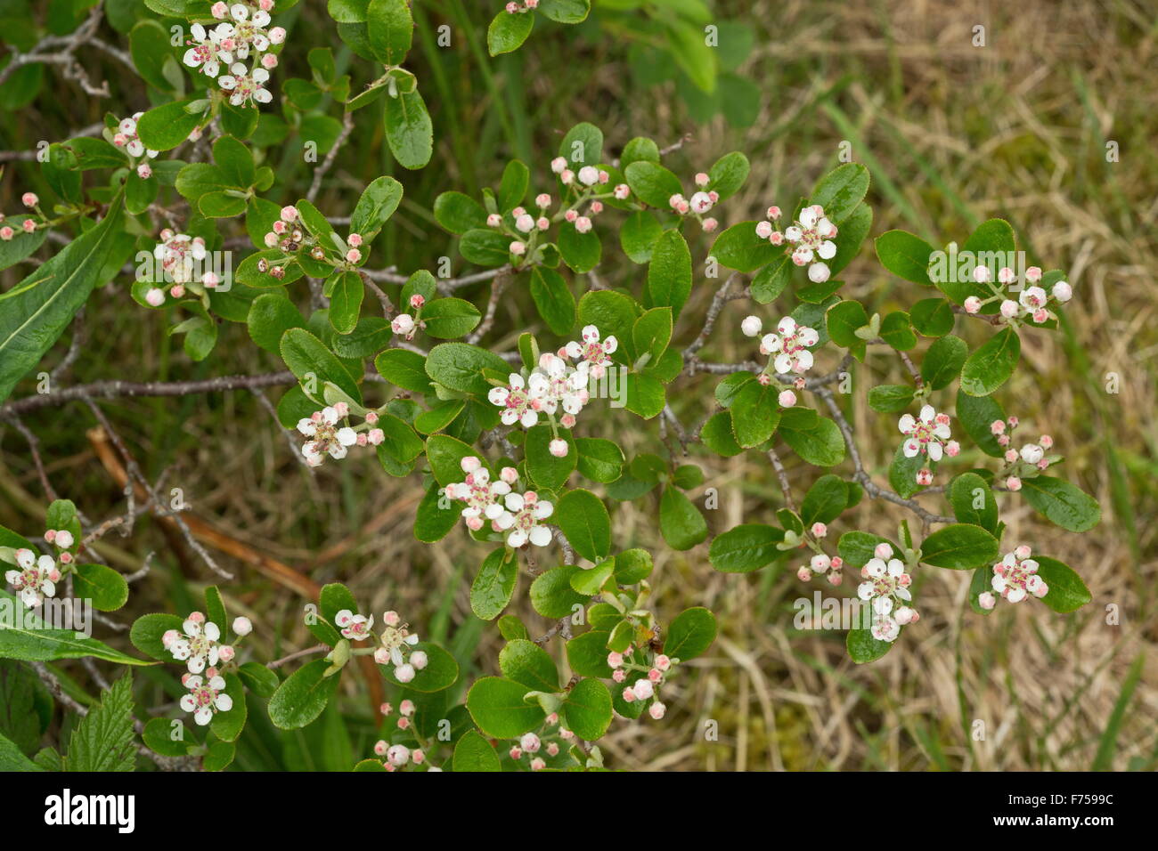 Black chokeberry, Photinia melanocarpa, in flower Stock Photo - Alamy
