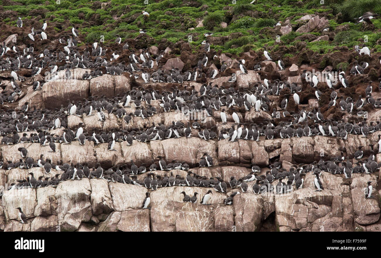 common murres or common guillemots on breeding ledges at Witless Bay ...