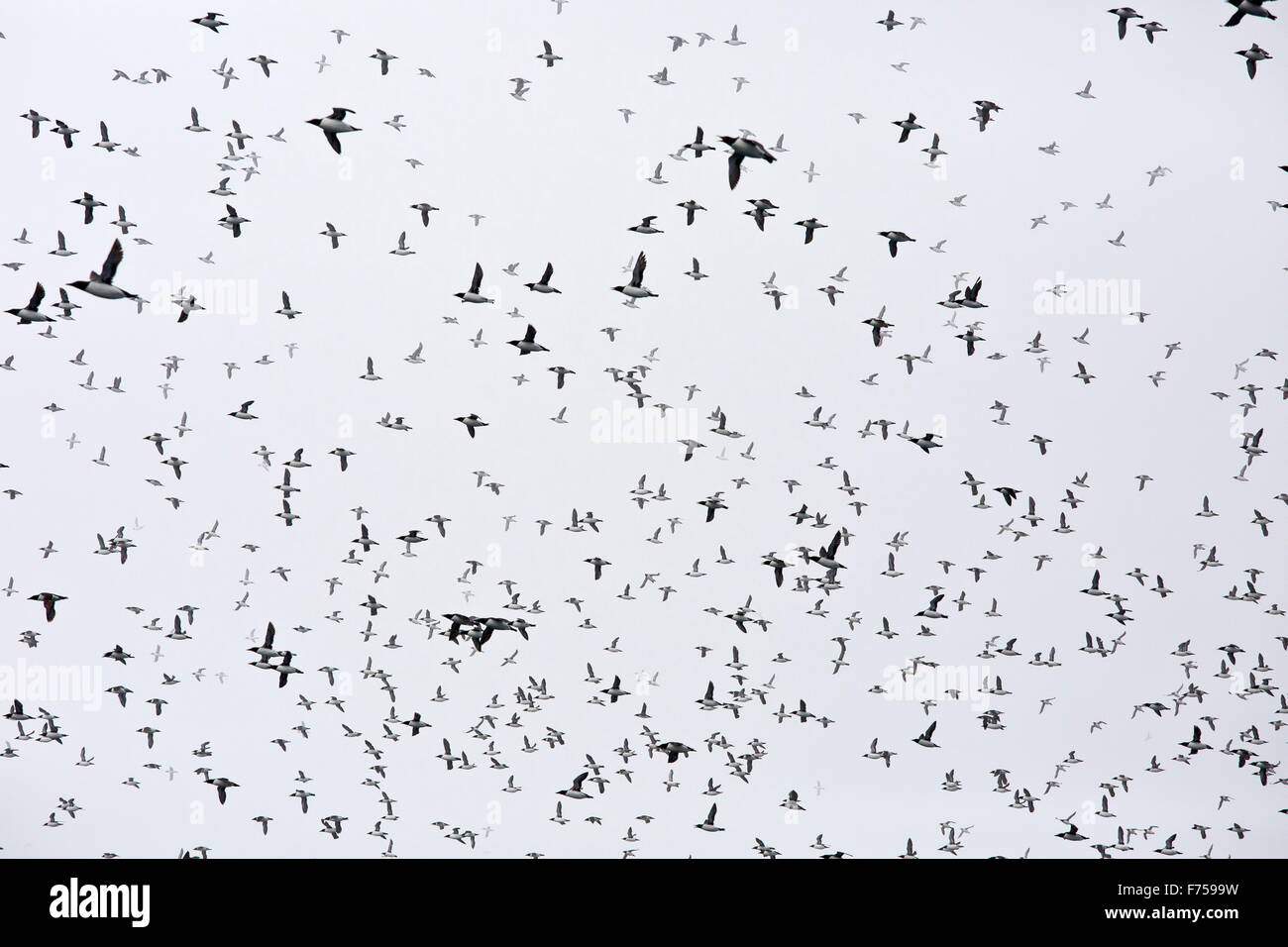 Common murres or common guillemots in flight at Witless Bay Ecological ...