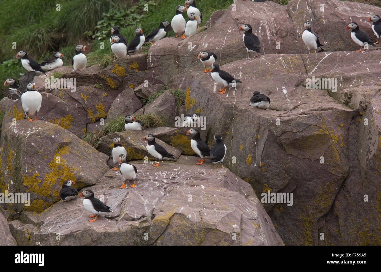 Puffin colony at Witless Bay Ecological Reserve, Avalon peninsula ...