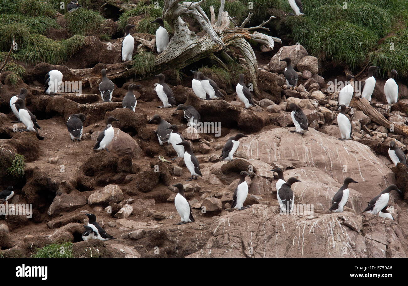 Common murres hi-res stock photography and images - Alamy