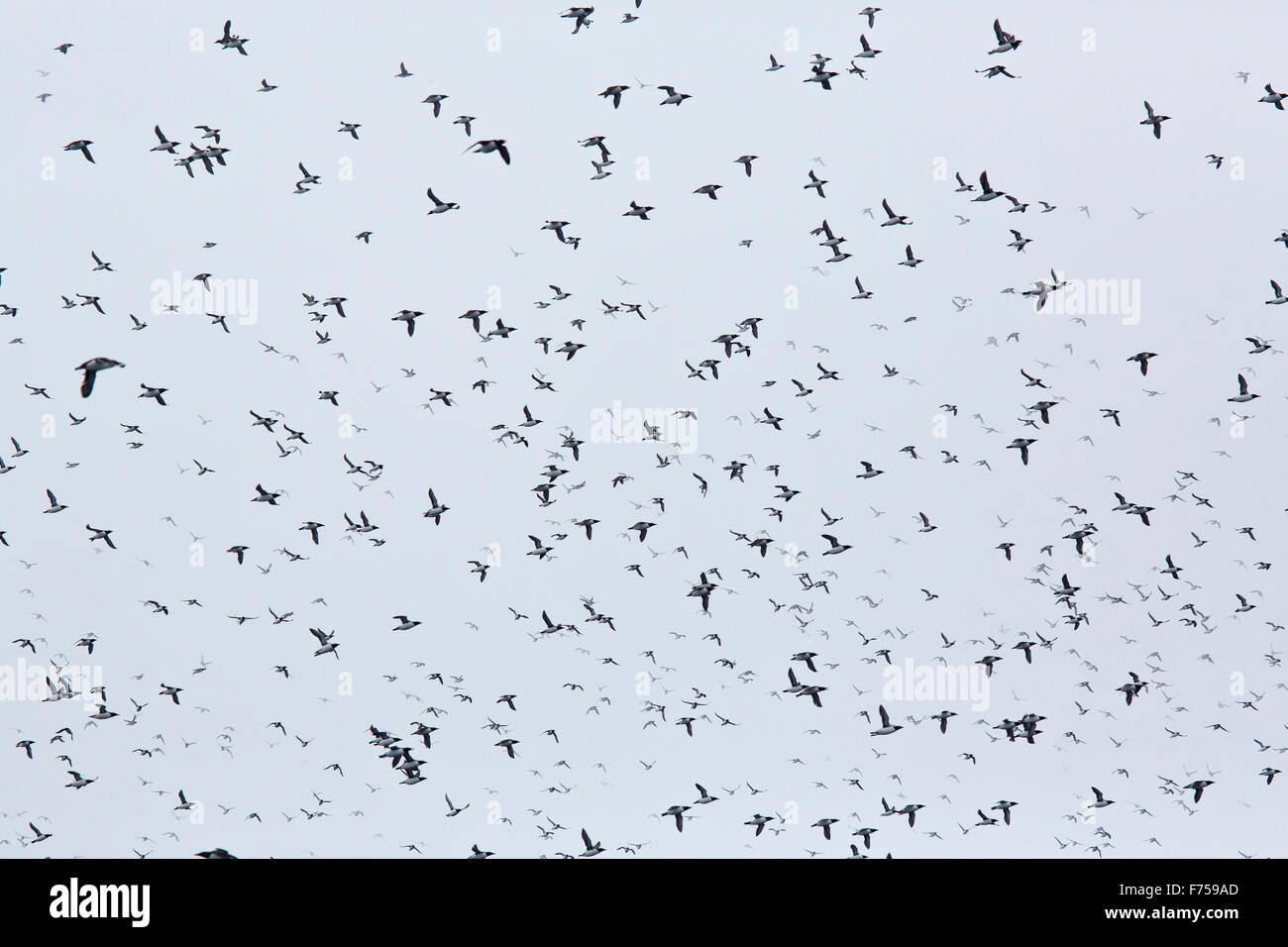 Common murre in flight hi-res stock photography and images - Alamy