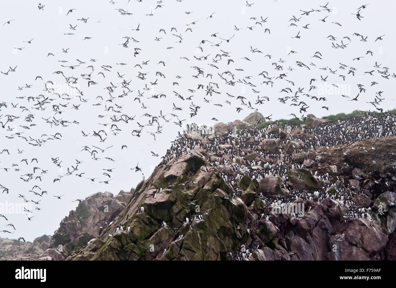 Common murres or common guillemots in flight at Witless Bay Ecological ...