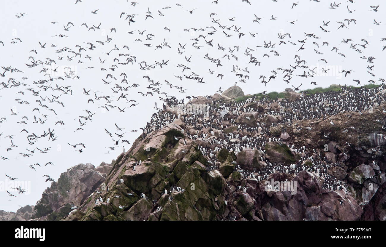 Common murres or common guillemots in flight at Witless Bay Ecological ...