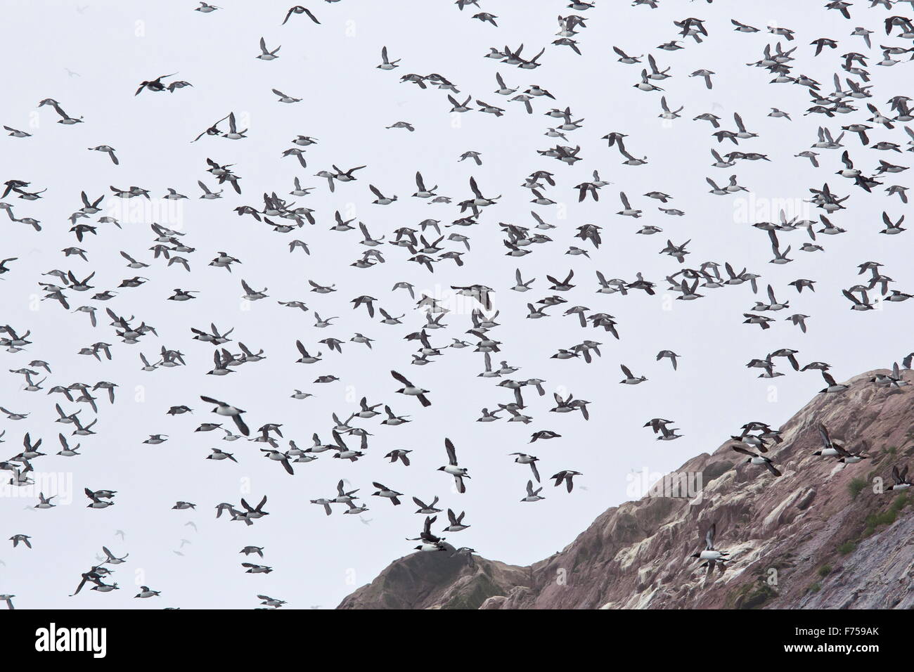 Common murres or common guillemots in flight at Witless Bay Ecological ...