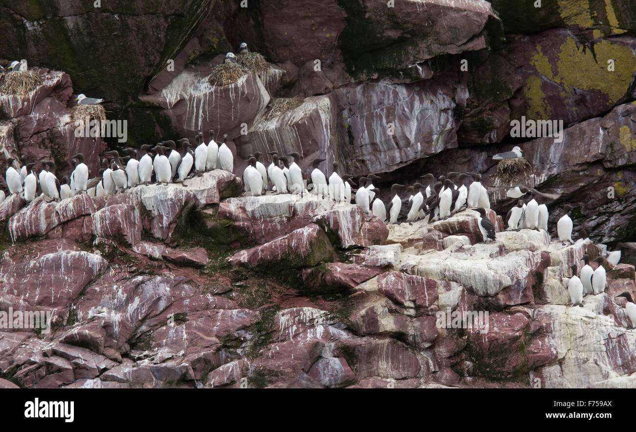 Common murres or common guillemots on breeding ledges at Witless Bay ...