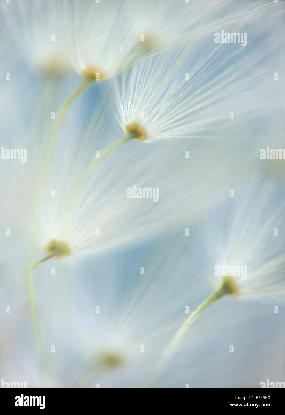Seed umbels hi-res stock photography and images - Alamy