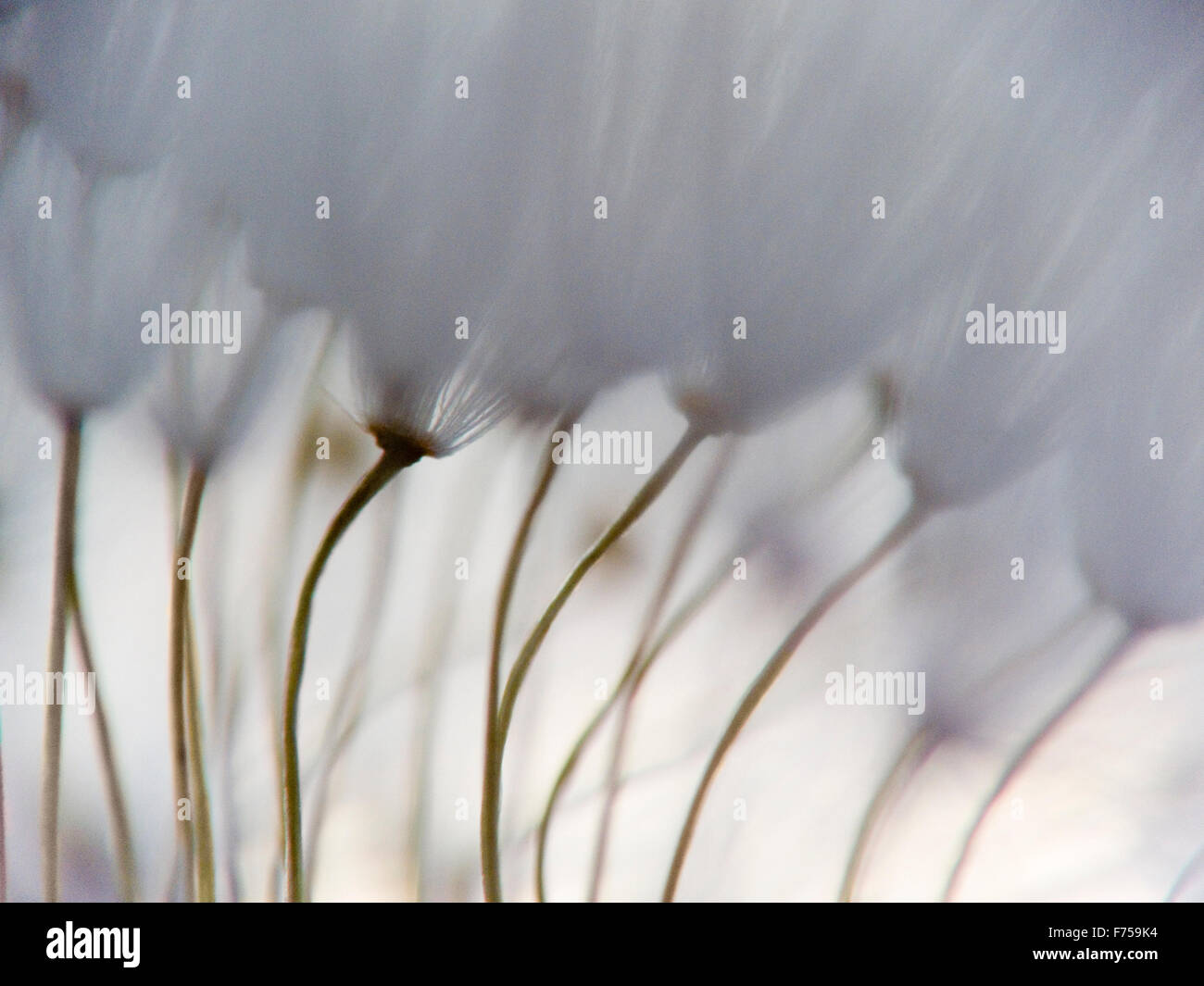 Seed umbels hi-res stock photography and images - Alamy