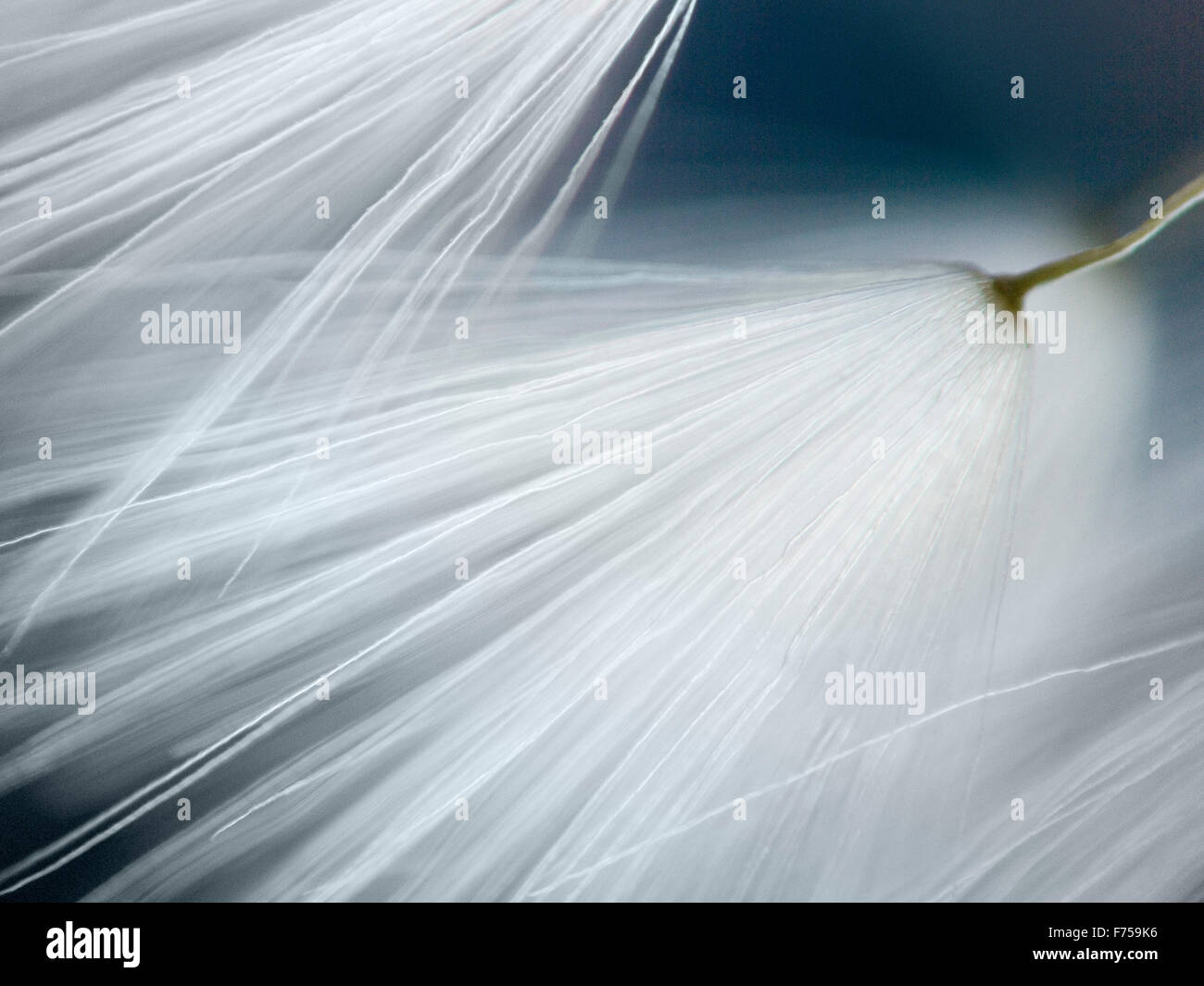 Seed umbels hi-res stock photography and images - Alamy