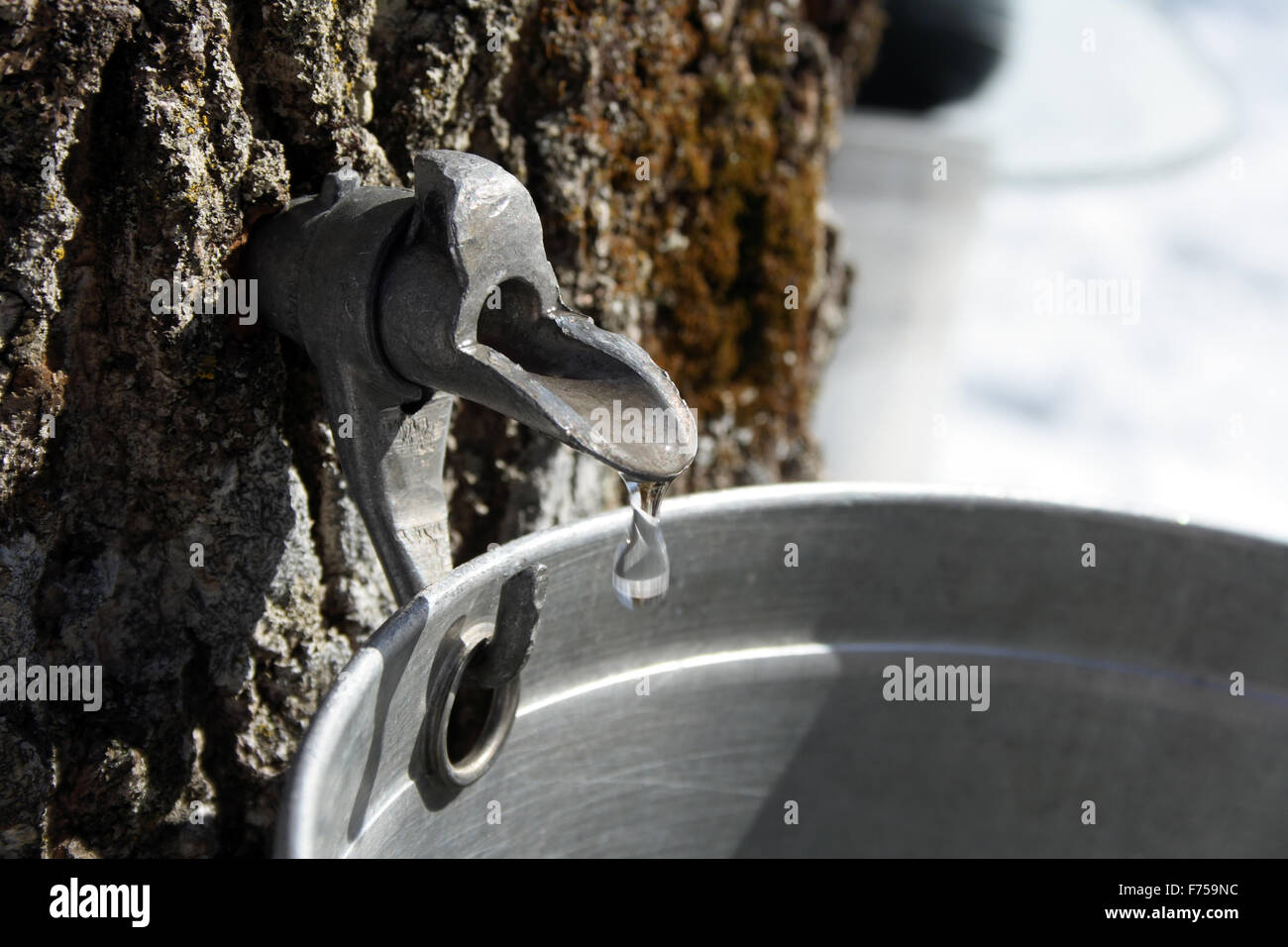 Collecting sap to produce maple syrup Stock Photo - Alamy