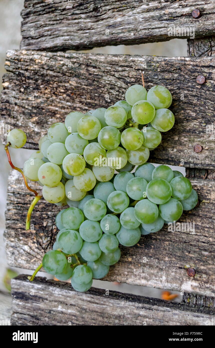 White table grapes hi-res stock photography and images - Alamy