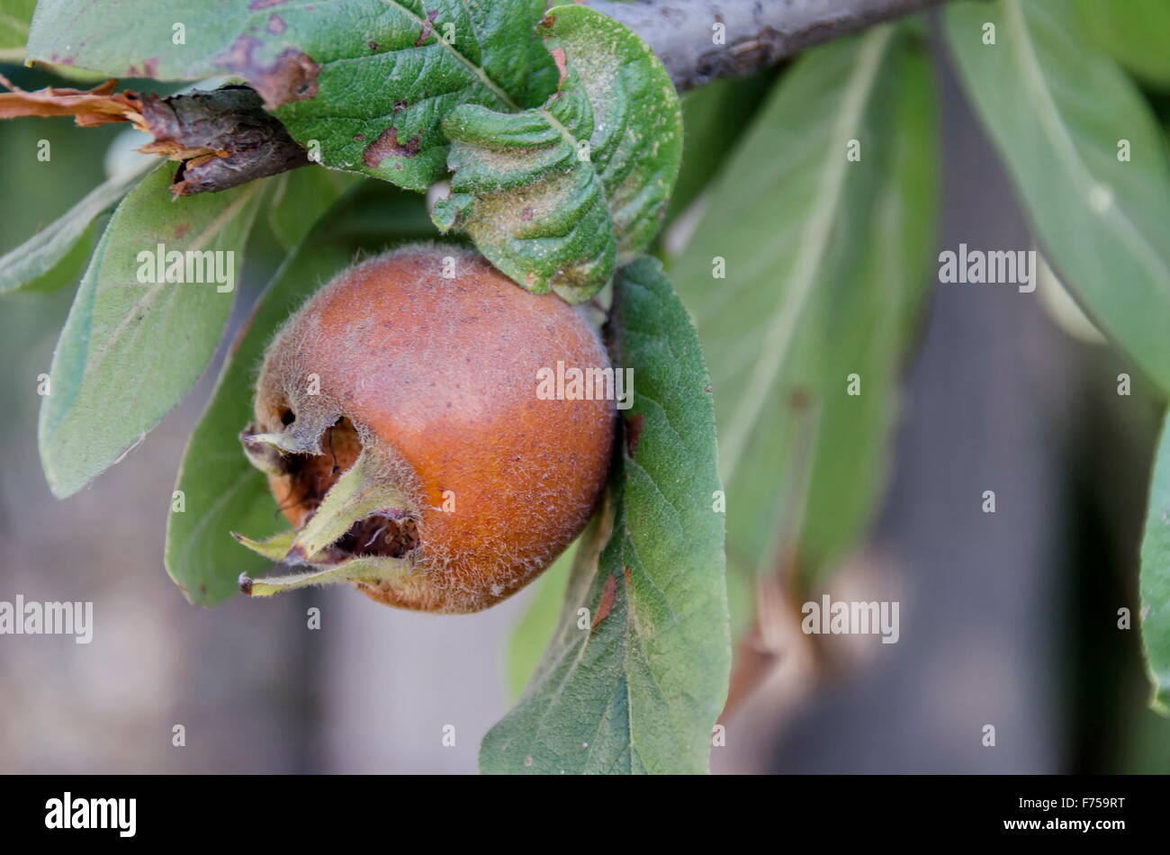 Medlar fruit hi-res stock photography and images - Alamy
