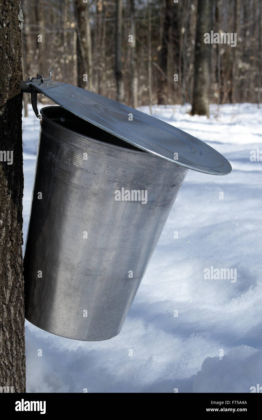 Bucket collecting sap for maple syrup production Stock Photo - Alamy