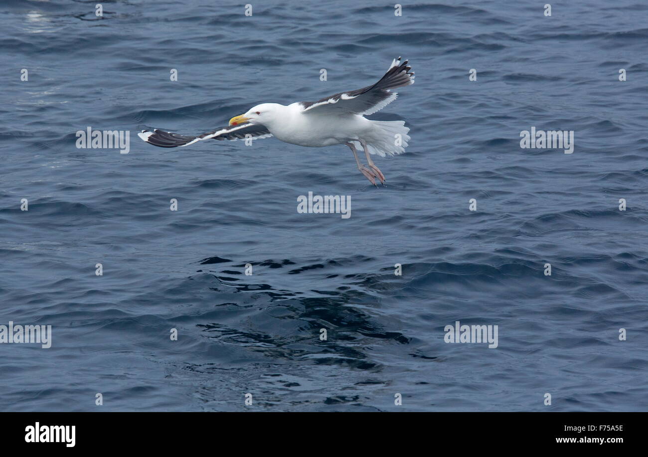 Black backed gull in flight hi-res stock photography and images - Alamy