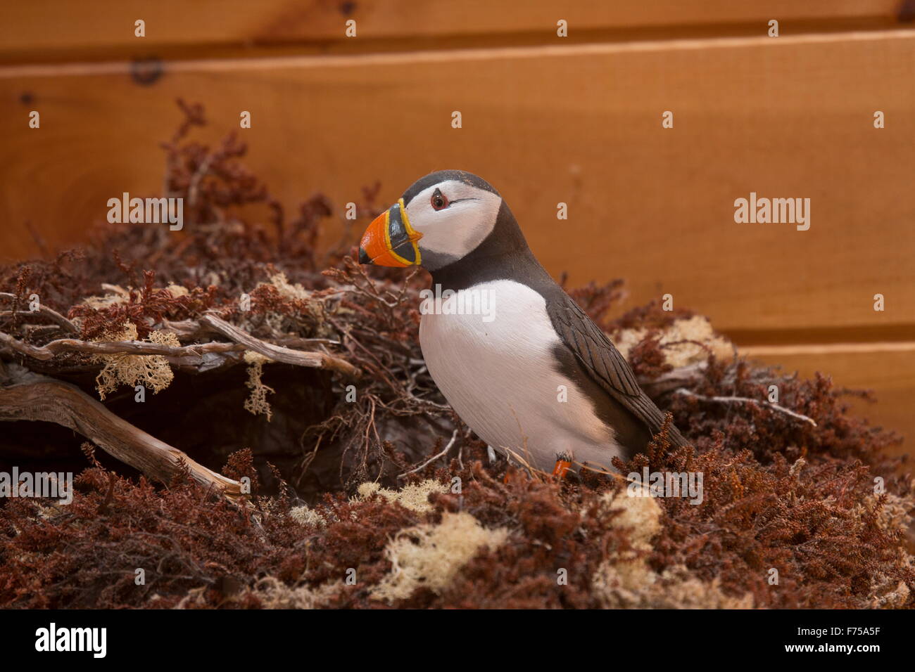 Puffin model at Witless Bay Ecological Reserve, Avalon peninsula ...
