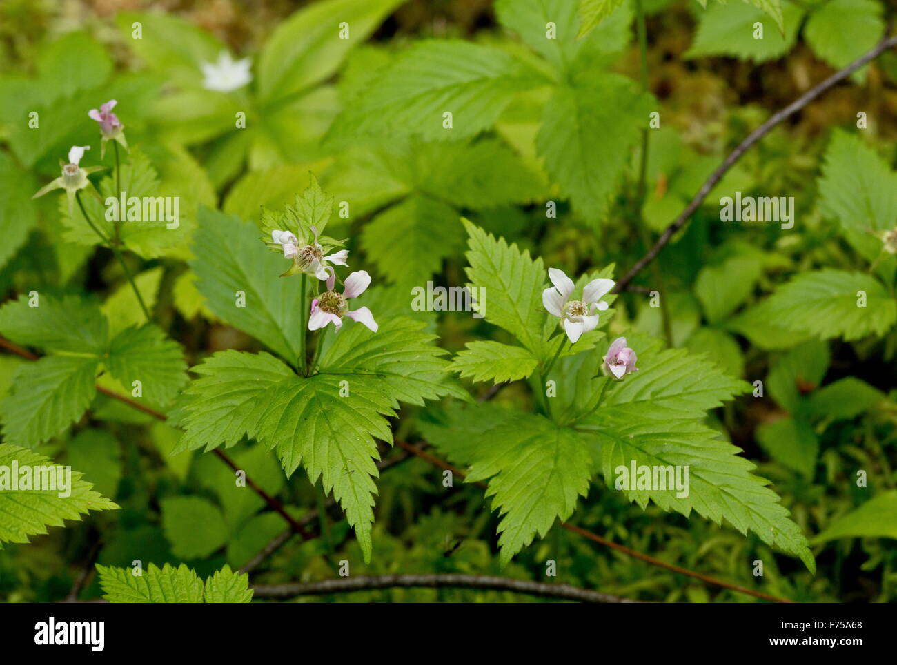 Dwarf red raspberry hi-res stock photography and images - Alamy