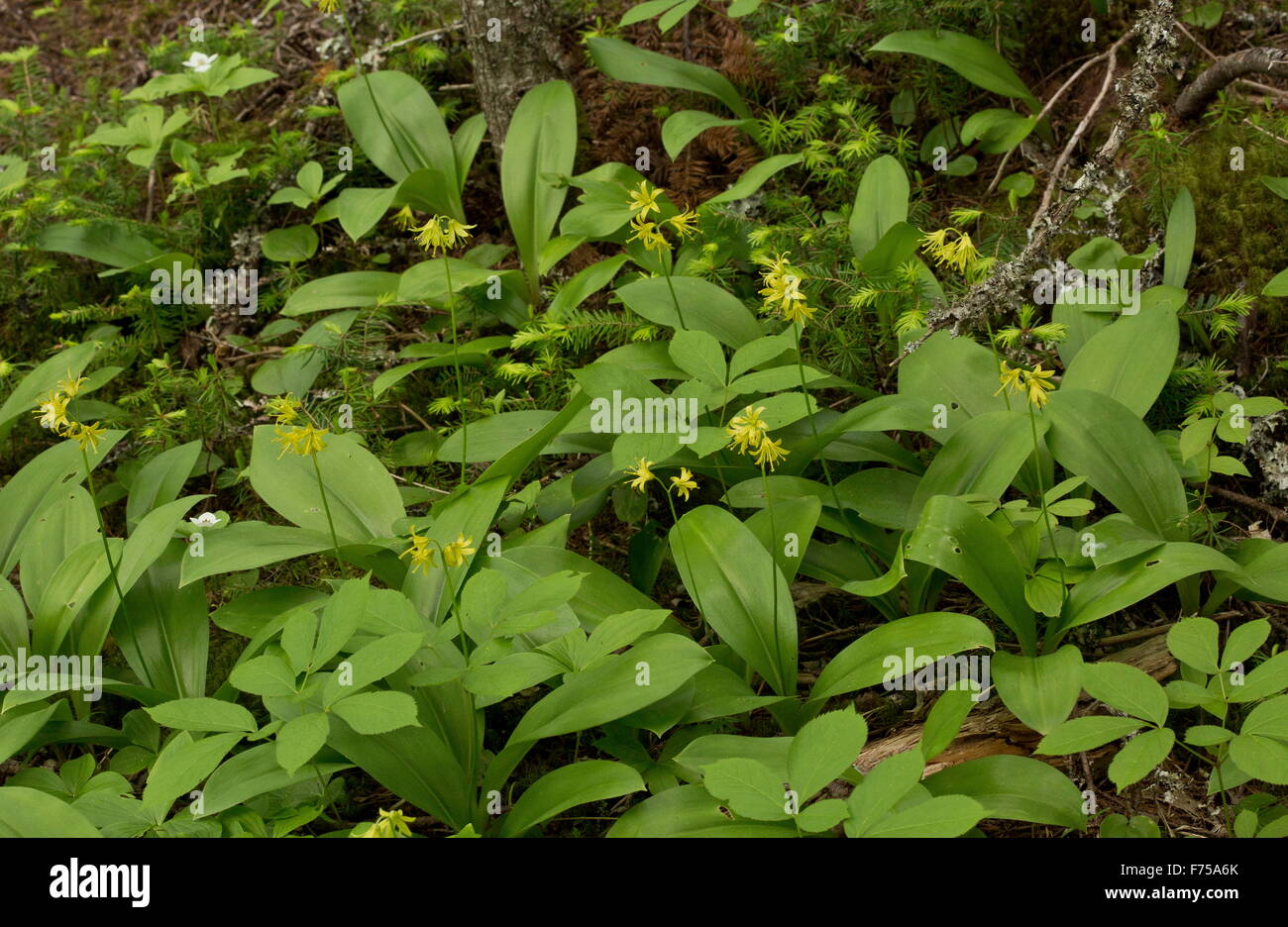 Clintonia borealis hi-res stock photography and images - Alamy