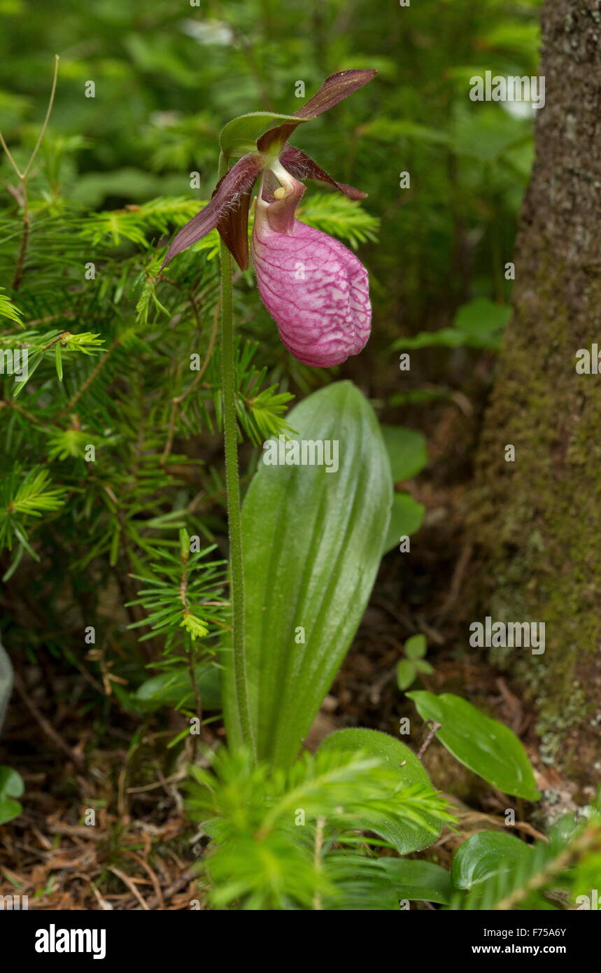 Pink Lady's-slipper or Moccasin flower, Cypripedium acaule, in flower ...