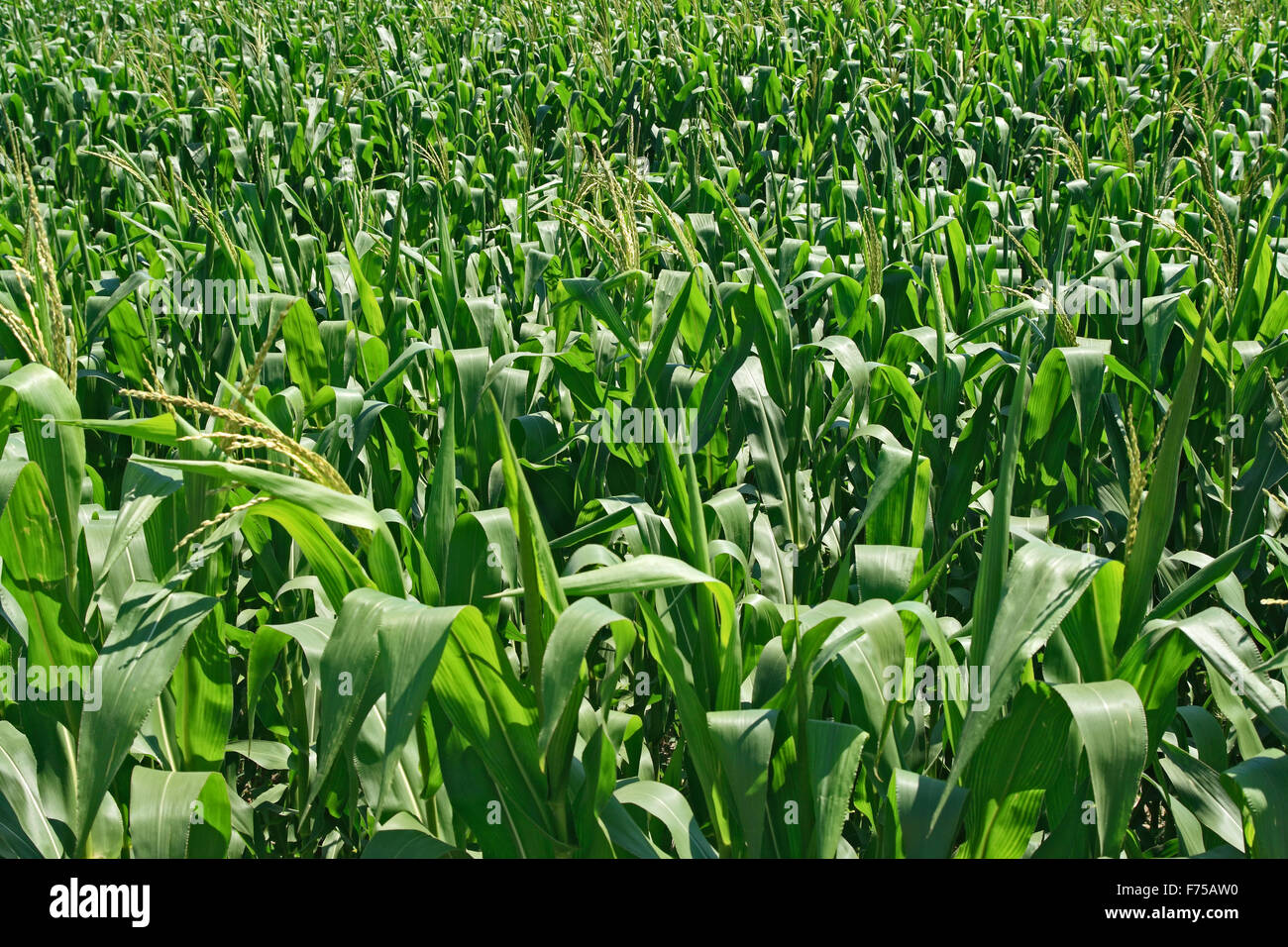Green cornfield background Stock Photo - Alamy