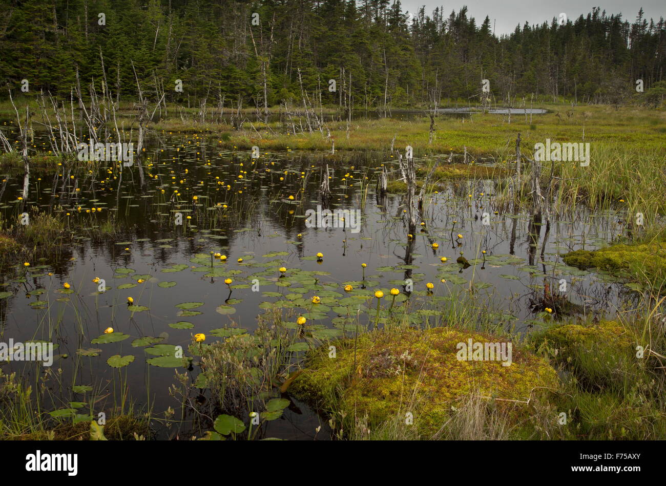 Bog pools in forest, with Variegated pond-lily; Avalon peninsula ...
