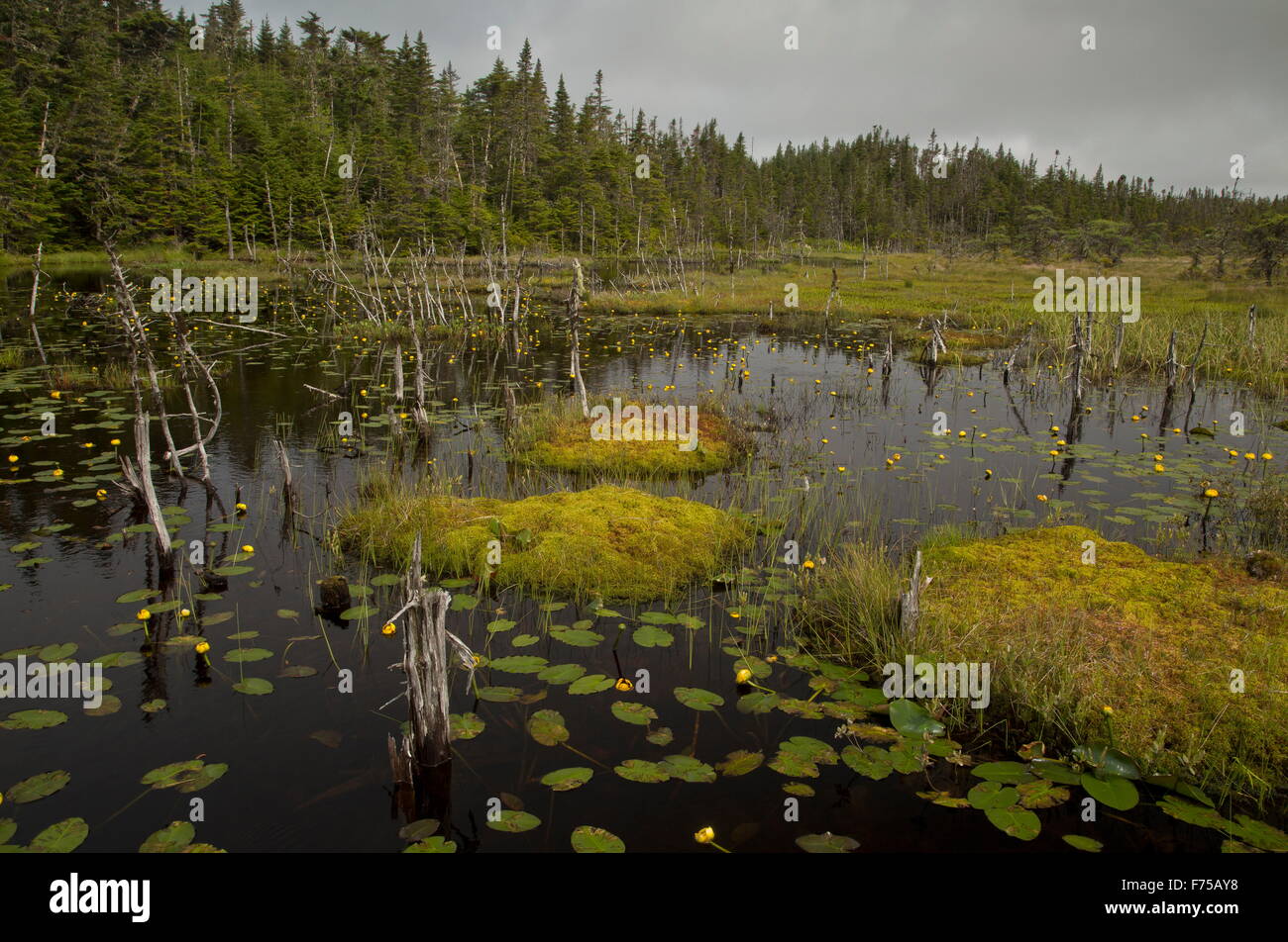 Bog pools in forest, with Variegated pond-lily; Avalon peninsula ...