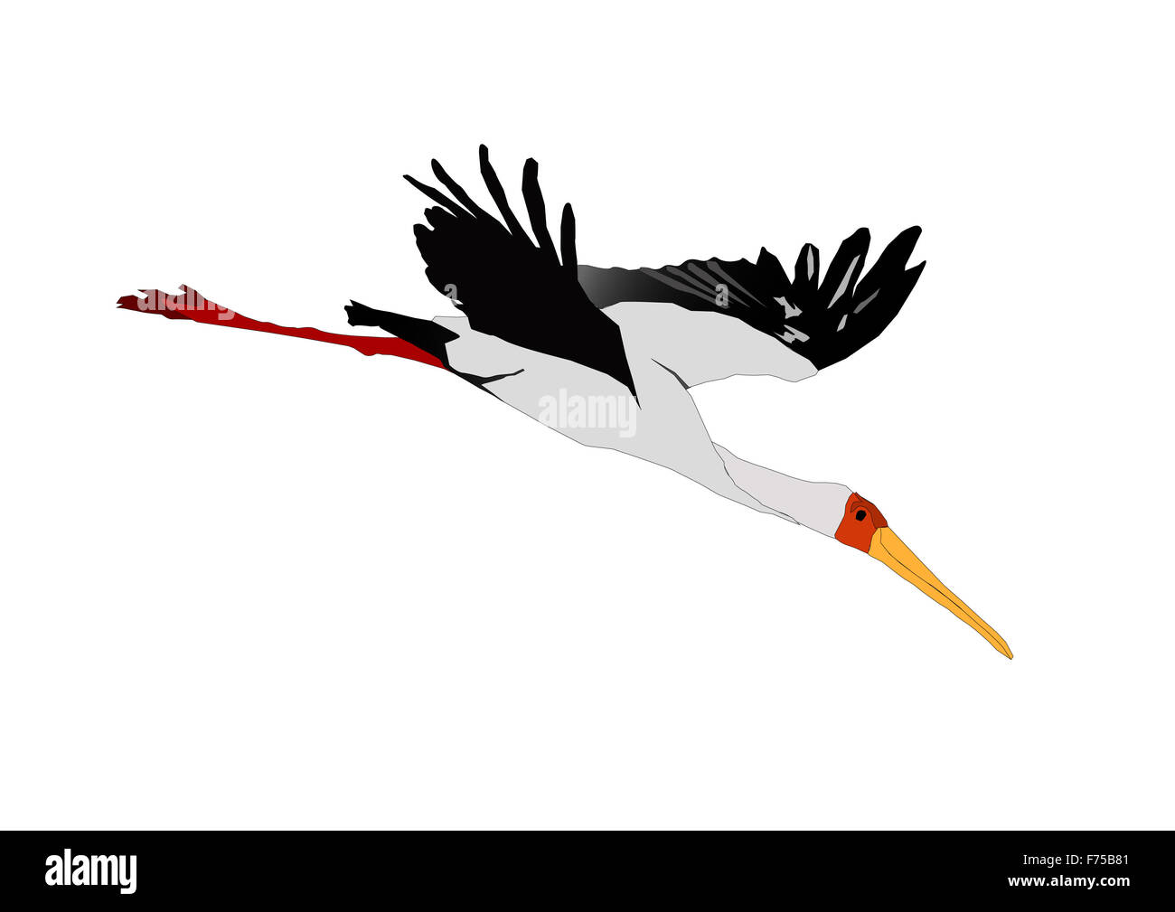 Stork Bird Drawing High Resolution Stock Photography and Images - Alamy