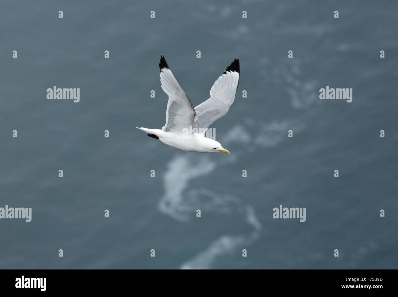 Kittiwake in flight over sea hi-res stock photography and images - Alamy
