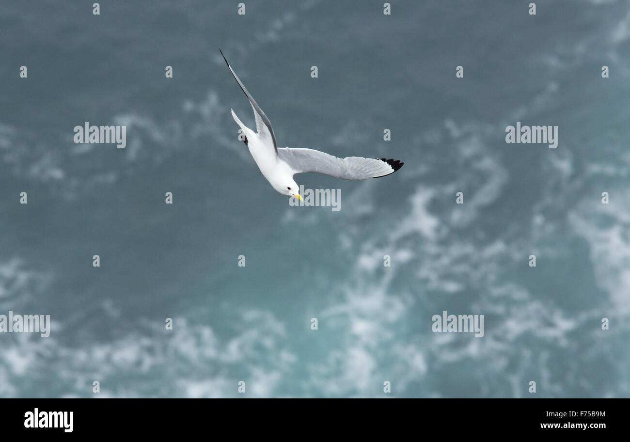 Kittiwake, or Black-legged Kittiwake, in flight over the sea Stock ...