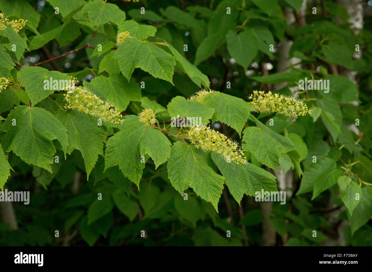 Mountain maple in flower Stock Photo - Alamy