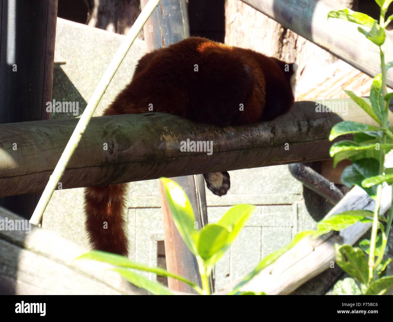 Red panda paw Stock Photo - Alamy