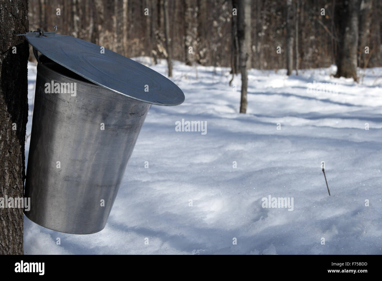 Pail for collecting sap to produce maple syrup Stock Photo - Alamy