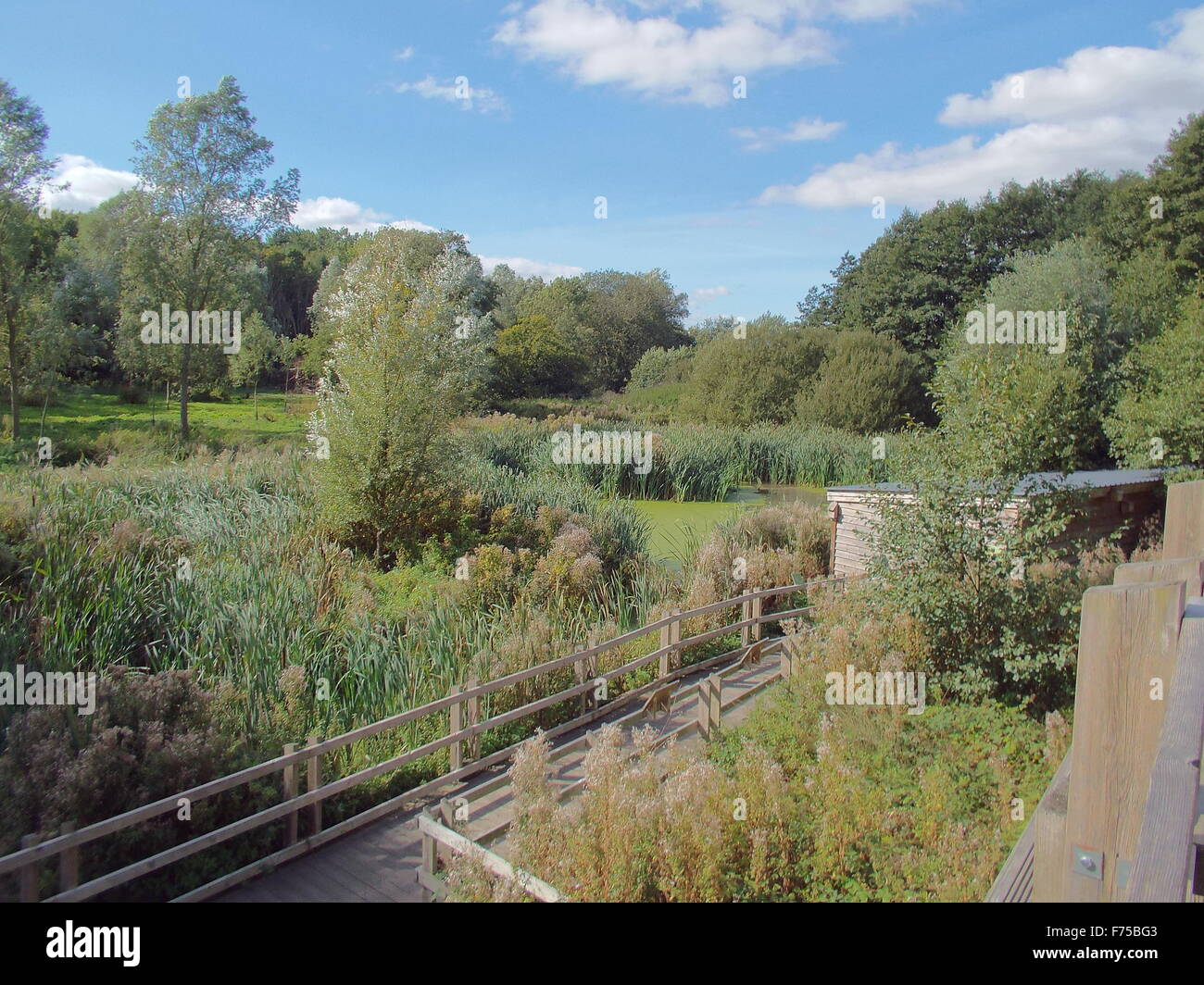Hdr forrest hi-res stock photography and images - Alamy