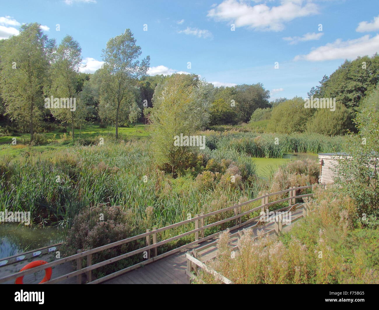 Hdr forrest hi-res stock photography and images - Alamy