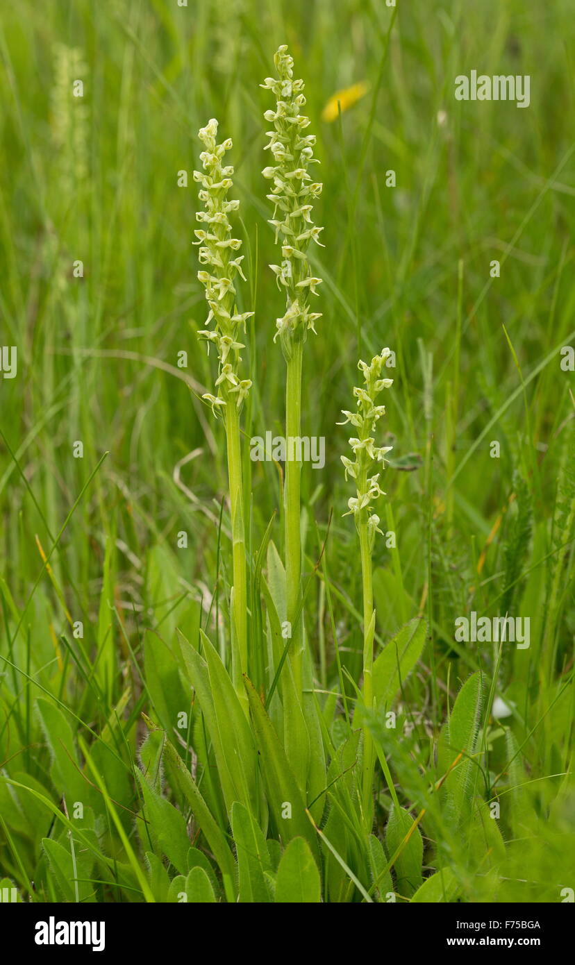 Tall northern green orchid, or Huron Green Orchid, in flower ...