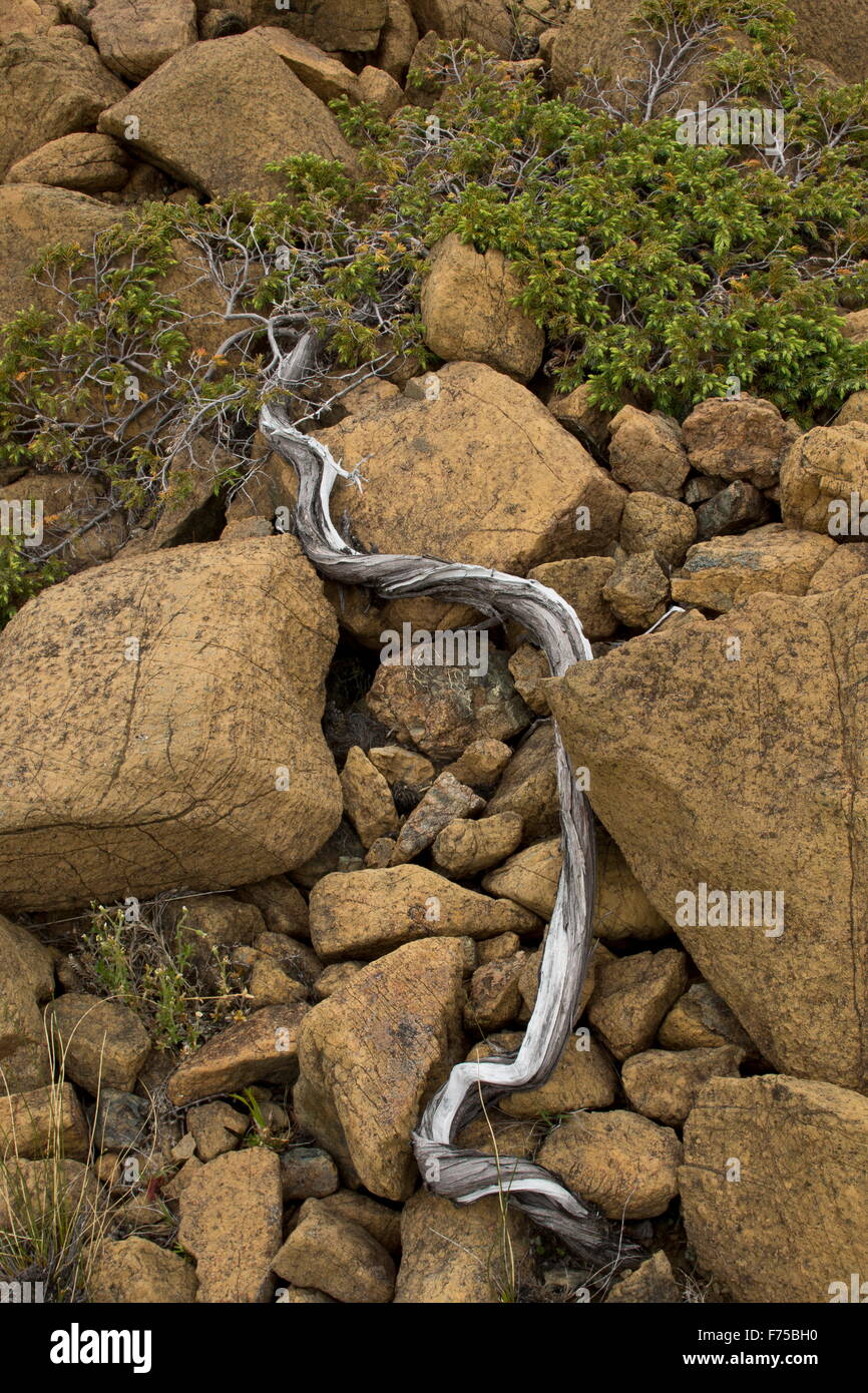 Very dwarf prostrate form of Common Juniper, on Serpentine and ...