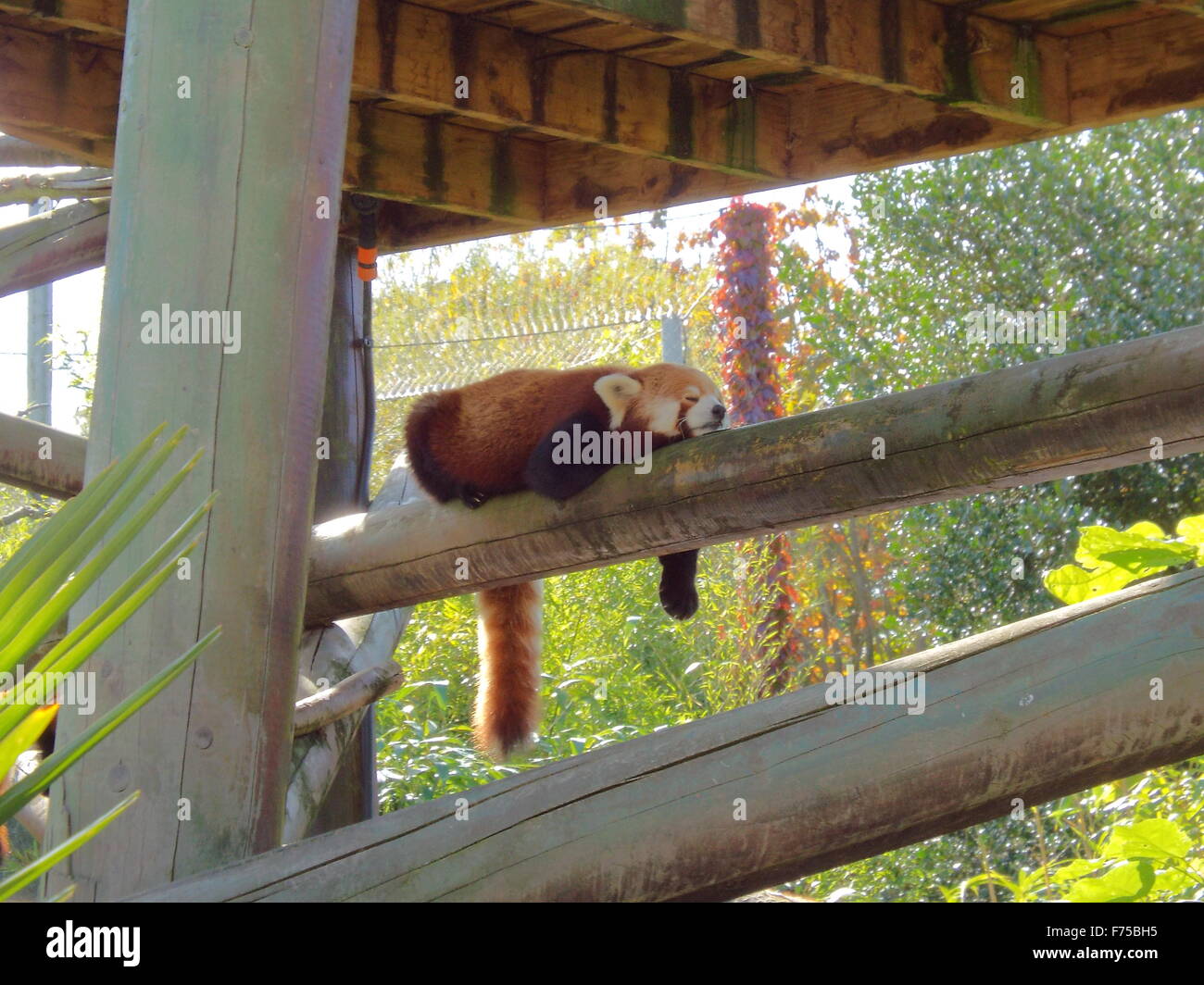 Panda Sleeping High Resolution Stock Photography and Images - Alamy