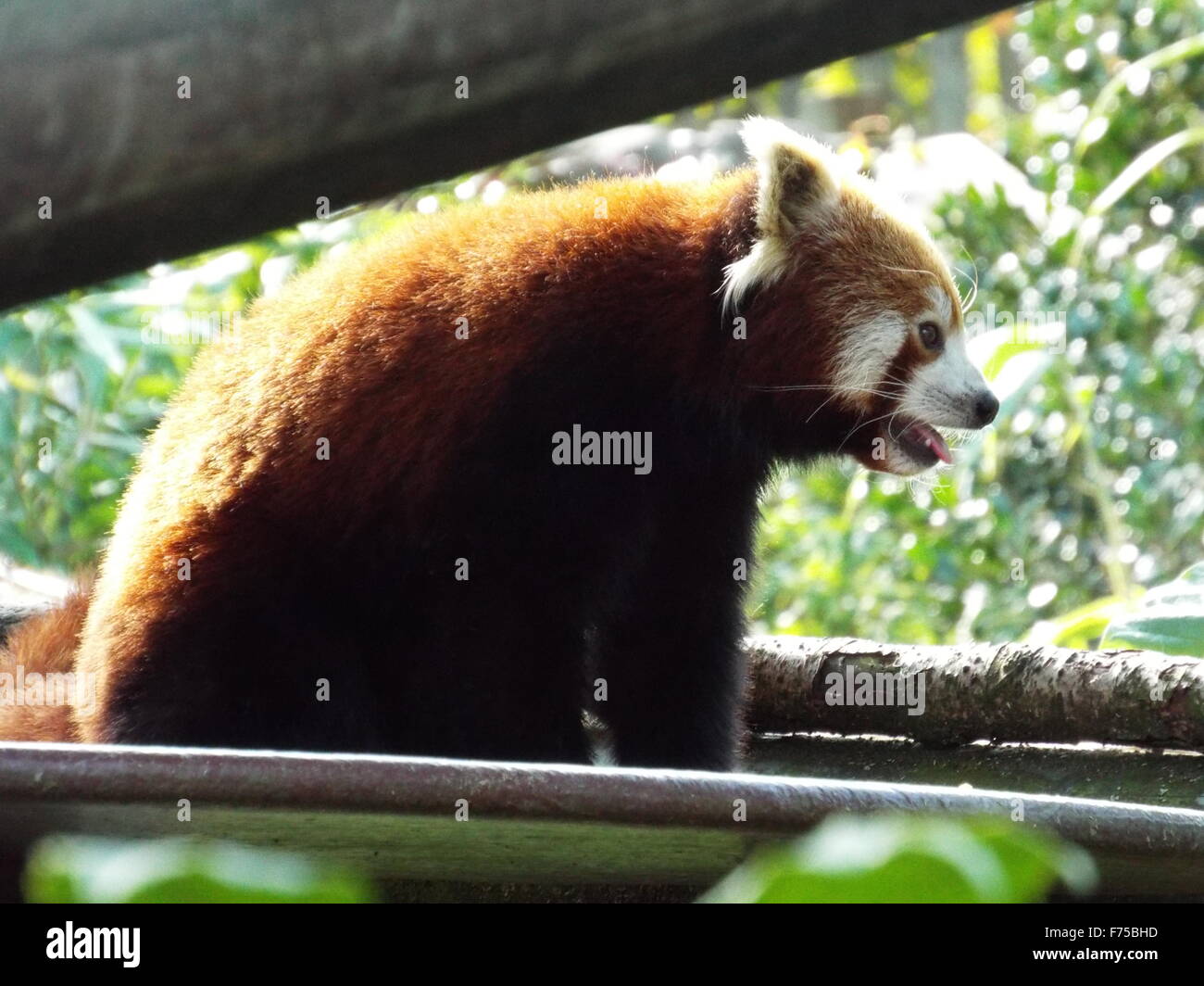 Red panda zoo hi-res stock photography and images - Alamy