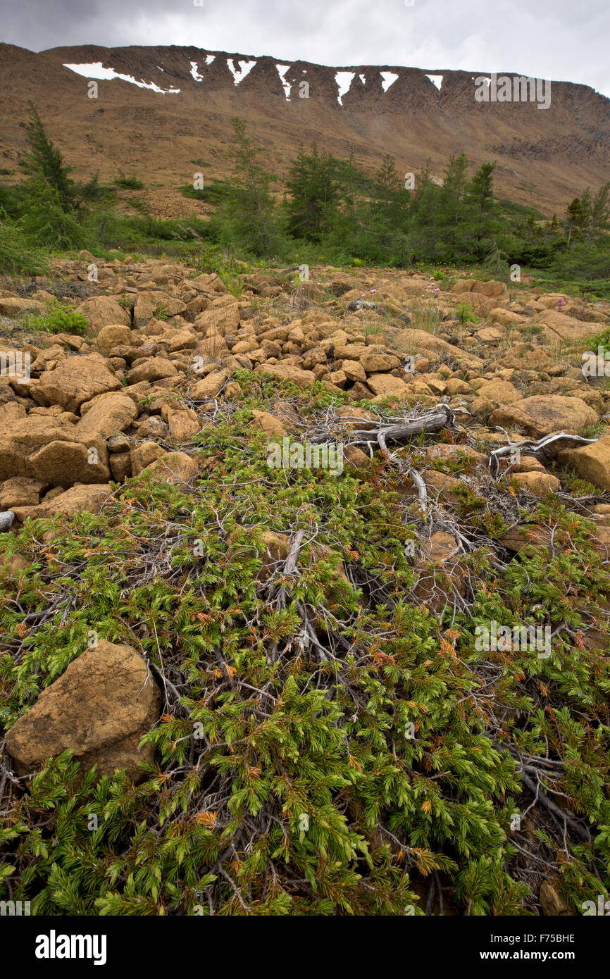 Prostrate juniper hi-res stock photography and images - Alamy