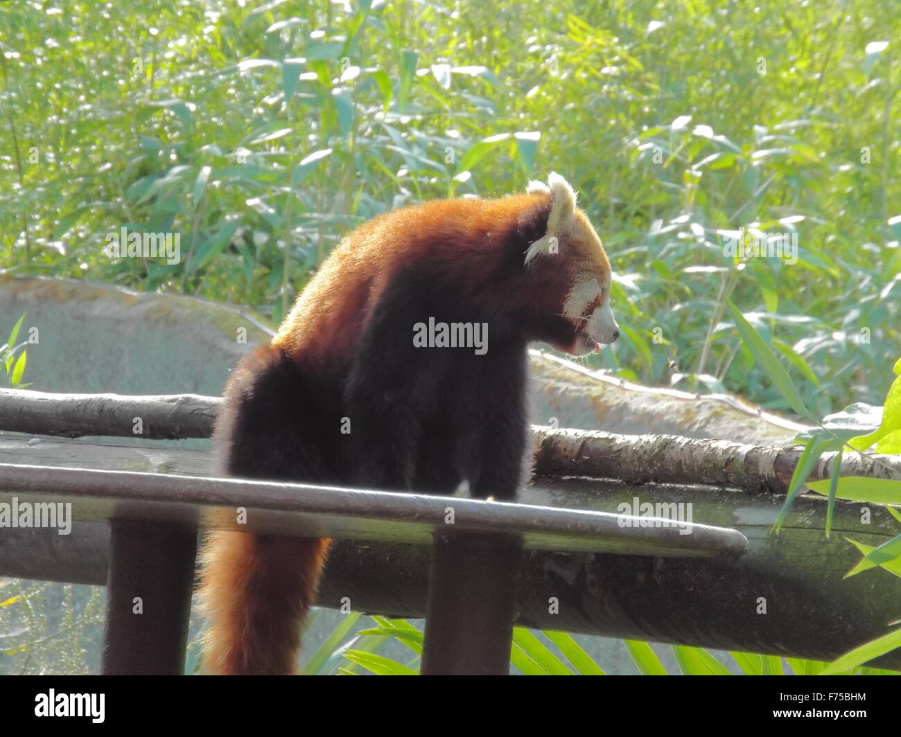 Fluffy panda hi-res stock photography and images - Alamy