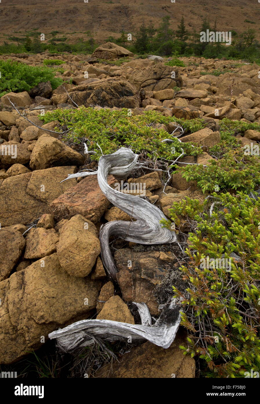 Prostrate Juniper High Resolution Stock Photography and Images - Alamy