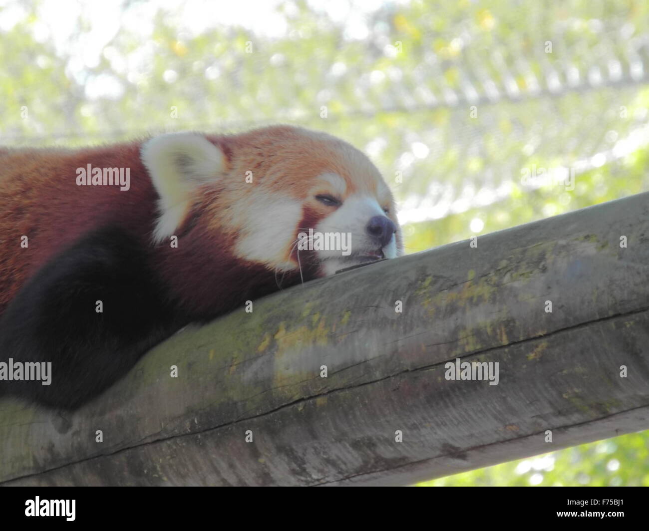 Closeup Of Red Panda High Resolution Stock Photography and Images - Alamy