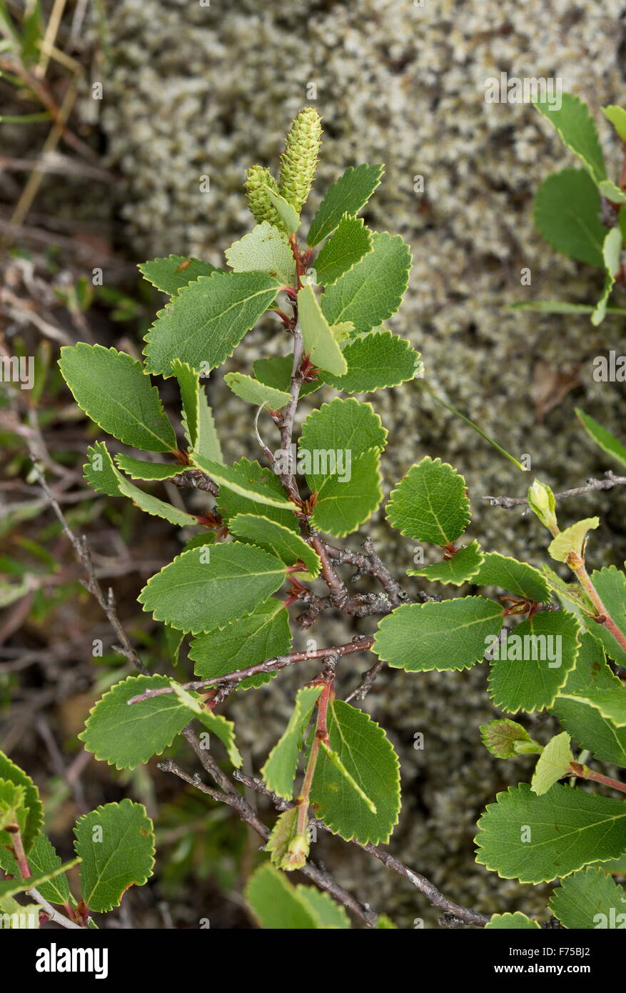 Swamp or Bog birch, female catkins Stock Photo - Alamy