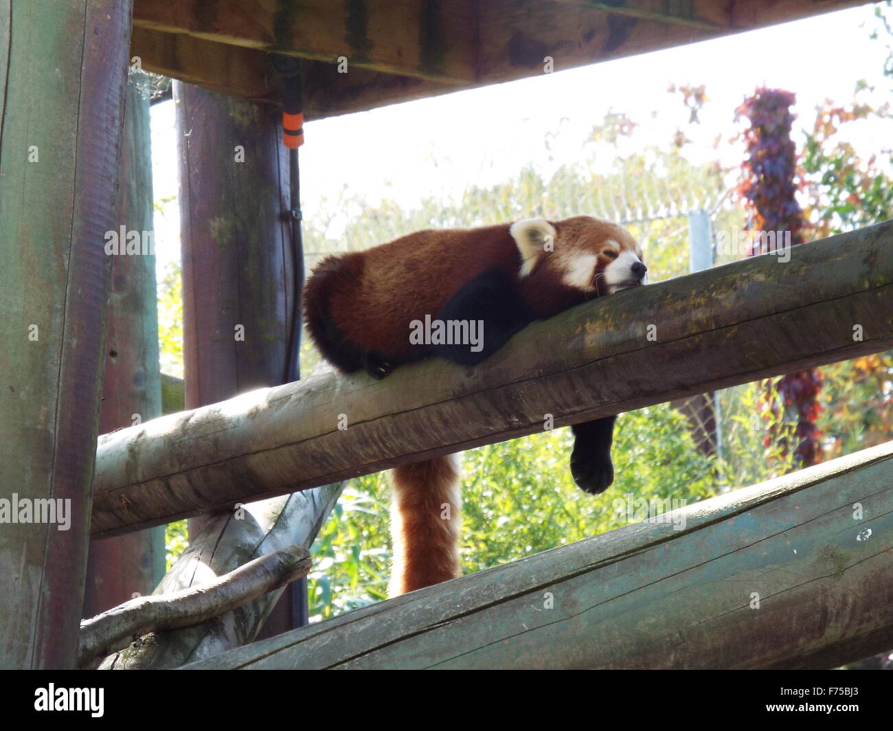 Resting red panda hi-res stock photography and images - Alamy