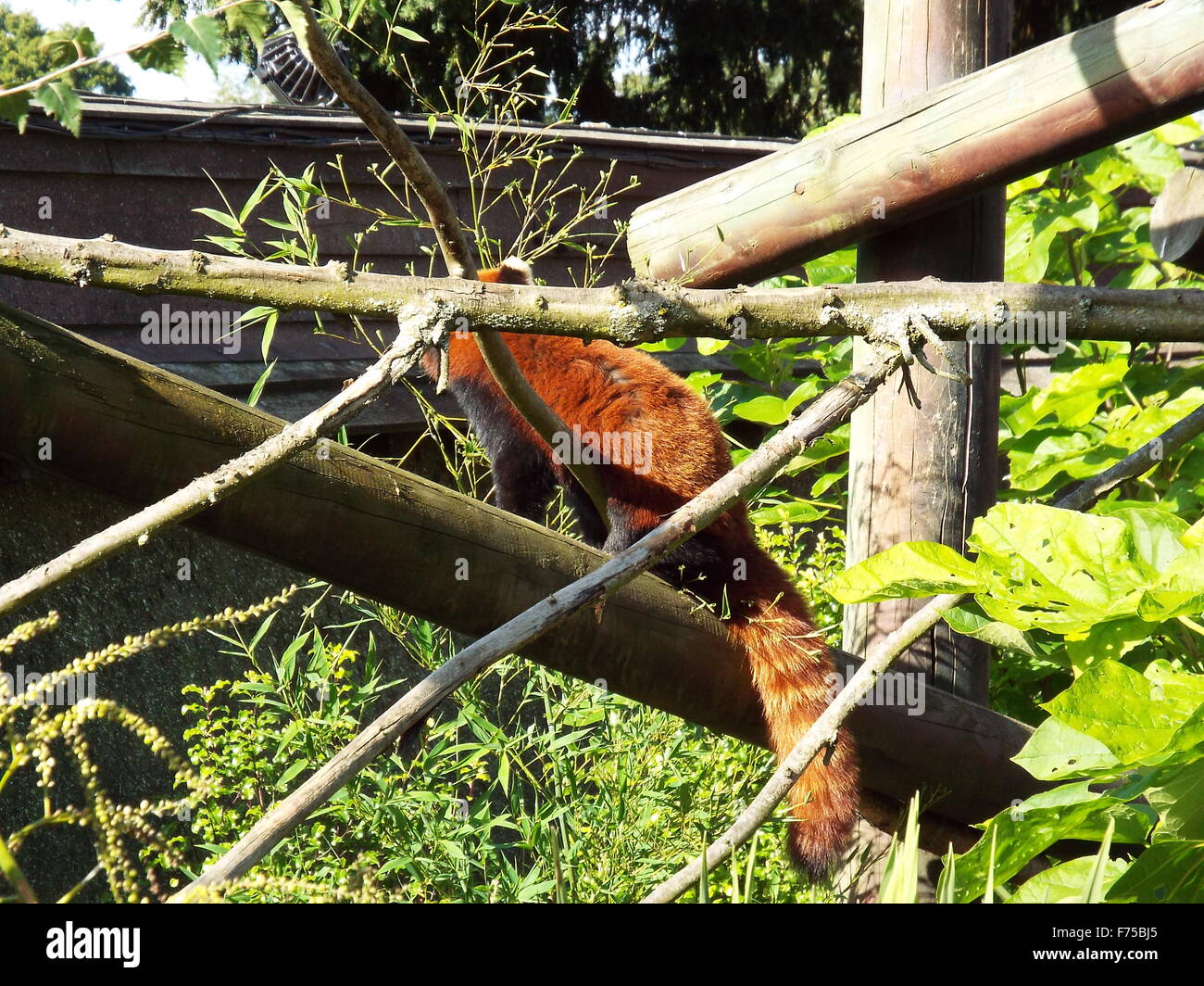 Panda enclosure zoo hi-res stock photography and images - Alamy